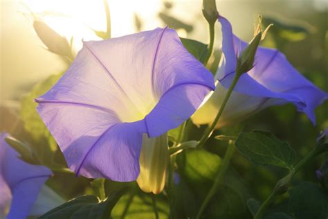 10 Flowers That Represent Self Growth Flowering Self Discovery