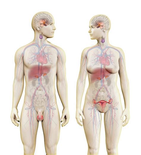 Endocrine System Male