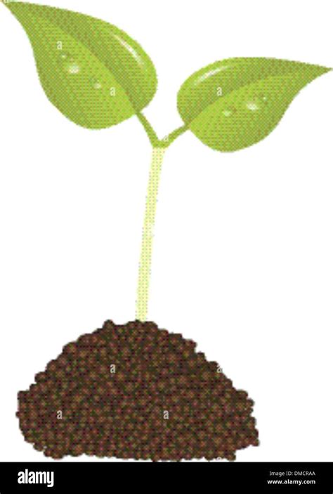 New Born Leaf Stock Vector Images Alamy