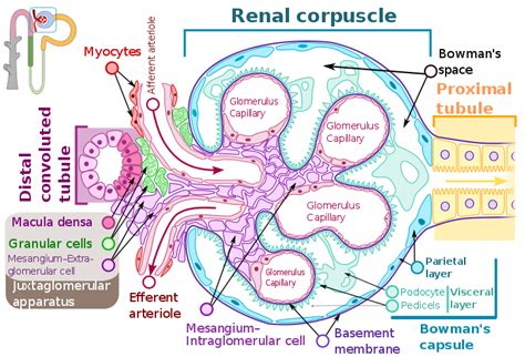Glomerulus Definition Structure And Function