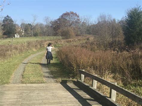 Chinese Praying Mantis Ooth Eggs Case Live Bulk Wholesale Usmantis