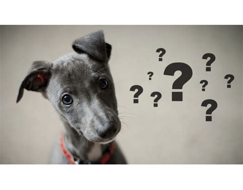 Veterinary Patient Sex Abbreviations Quiz