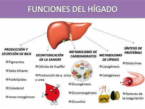 Esquema Funciones Del Higado Youtube