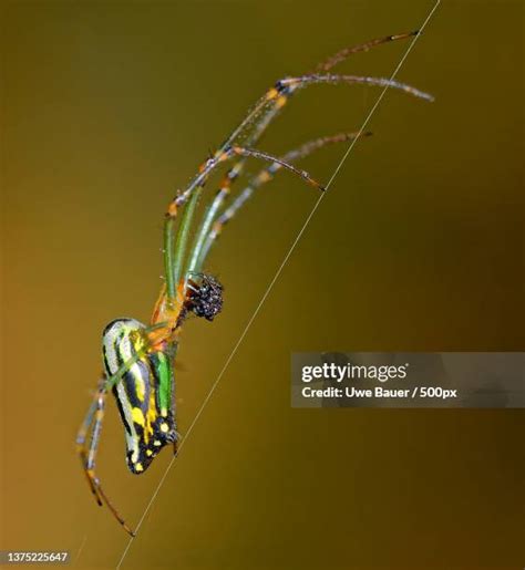 Silver Orb Spider Photos And Premium High Res Pictures Getty Images