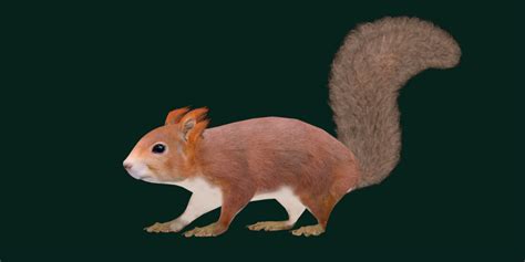 Sciurus Vulgaris Squirrel Superhive Formerly Blender Market