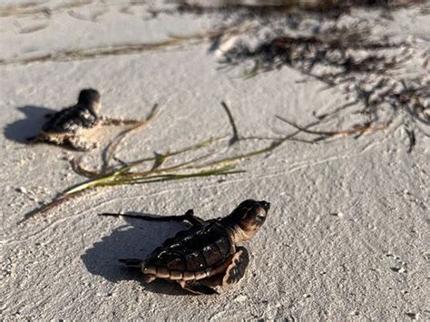 Around 300 Hawksbill Turtles Hatch At Uaes Al Taweelah Beach This Season