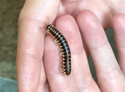 Cherry Millipede Or Something Else Whatsthisbug