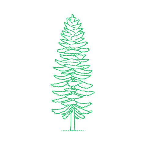 White Spruce Picea Glauca Dimensions And Drawings