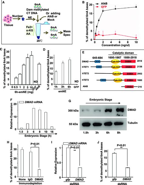 Demethylation Of Dna 6ma Modification By Drosophila Embryo Nuclear