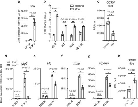 Antiviral Function Of Zebrafish Ifn υ A Induction Of Ifn υ Gene By