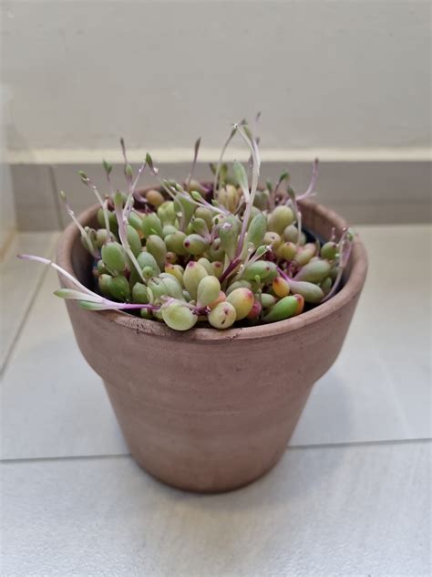 Ruby Necklace Succulent Furniture And Home Living Gardening Plants