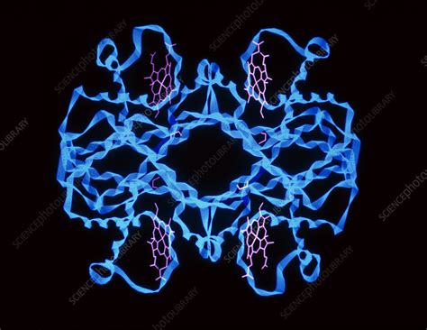 Molecular Graphics Of Haemoglobin Stock Image P2420131 Science