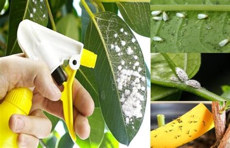 9 Plagas Comunes En Plantas De Interior Y Cómo Combatirlas Eco Jardín
