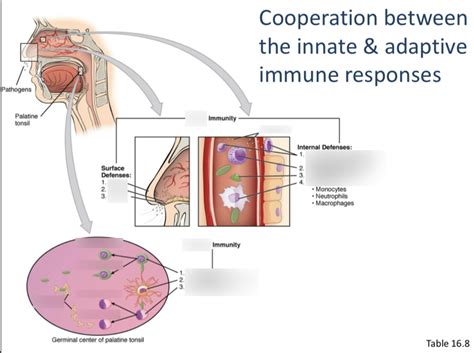 Diagram Of Structures Of Innate And Adaptive Immunity Quizlet