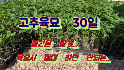 고추육묘시 반드시 알고 가야 할 부분은 어떤게 있을까요 Youtube