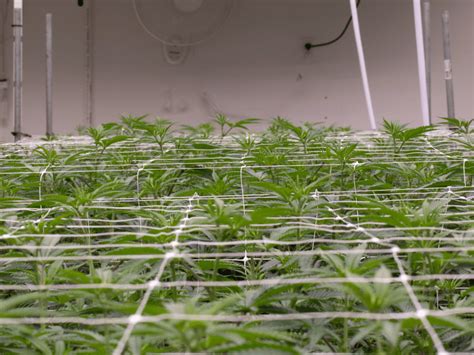 Trellis Netting For Texas Hemp Farms Boost Yields