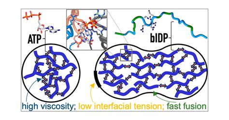 adenosine triphosphate mediates phase separation of disordered basic