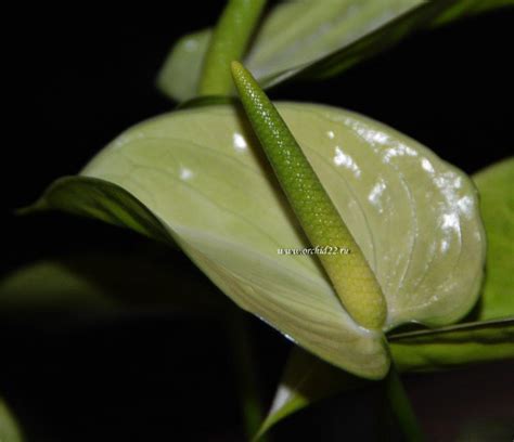Anthurium Princess Alexia Jade