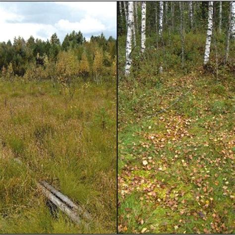 Pictures From The Re Vegetating Cutover Gradient Study Iii Showing