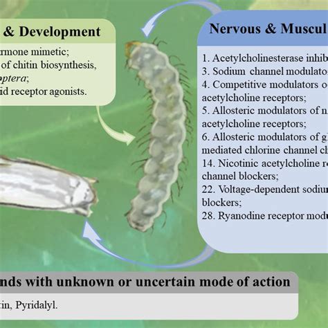 Pdf A Comprehensive Review Of The Coffee Leaf Miner Leucoptera