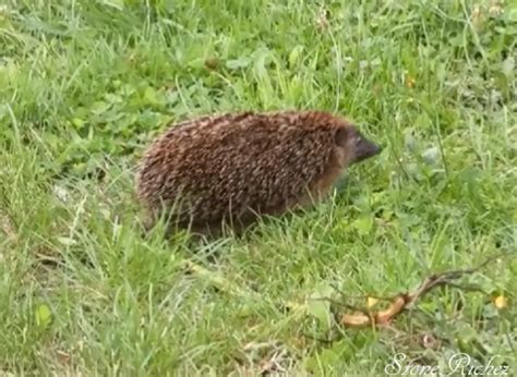 Mignon Hérisson Centerblog