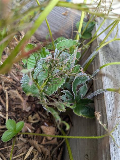 Strawberry Pests Rgardening