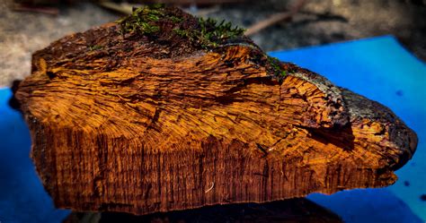 Phellinus Robiniae Fungi Species Mushroom Identification