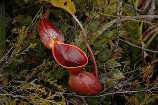 Carnivorous Plant Wikipedia