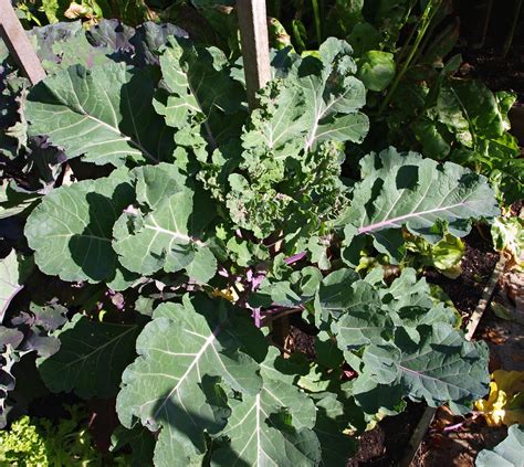 Marks Veg Plot September 2011