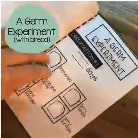 Germ Bread Experiment Worksheet