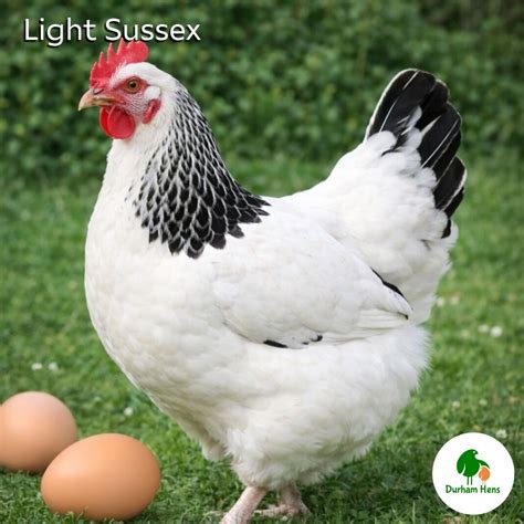 Light Sussex Pure Breed Hen 16 Weeks Old
