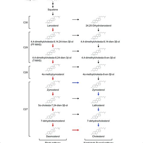 Metabolic Conversion Of Cholesterol Enzymatic Conversion Of