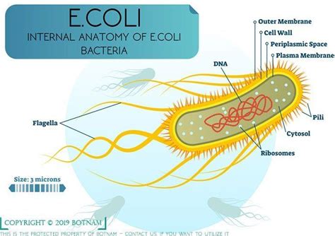 E Coli Diagram