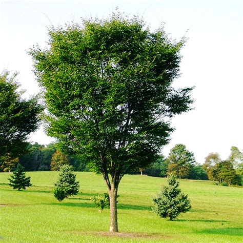 Green Vase® Zelkova Tree For Sale Online The Tree Center