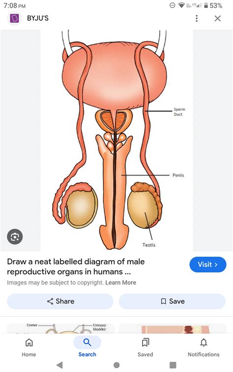 7 08 Рмbyjusdraw A Neat Labelled Diagram Of Malevisit Reproductiv