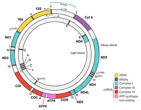 Mitochondrial Dna Structure