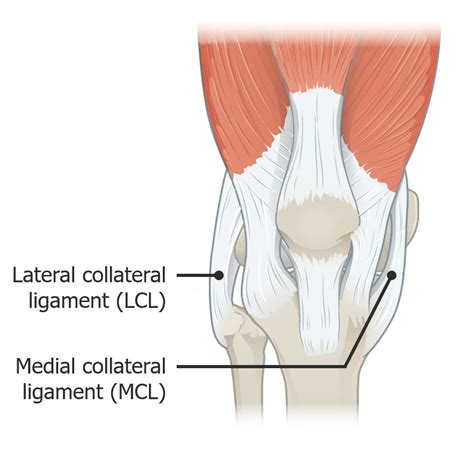 Knee Joint Anatomy Concise Medical Knowledge
