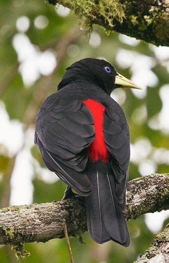 Guaxe Japiim De Costas Vermelhas Japiim Do Mato Japim Guaxe Japira