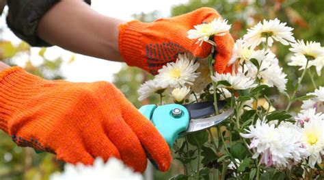When Is The Best Time To Plant Fall Mums