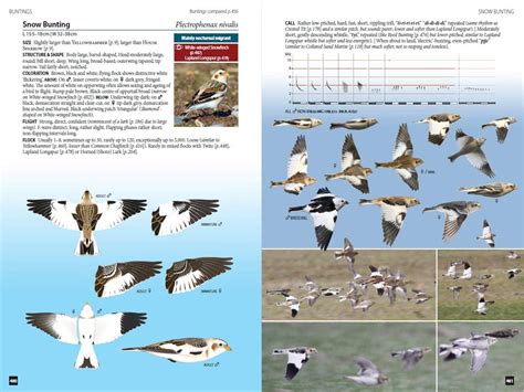 Flight Identification Of European Passerines And Select Landbirds An