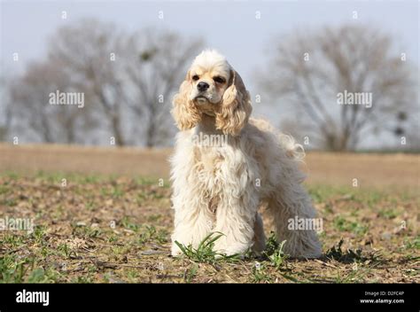 Dog American Cocker Spaniel Adult Cream Standing In A Field Stock