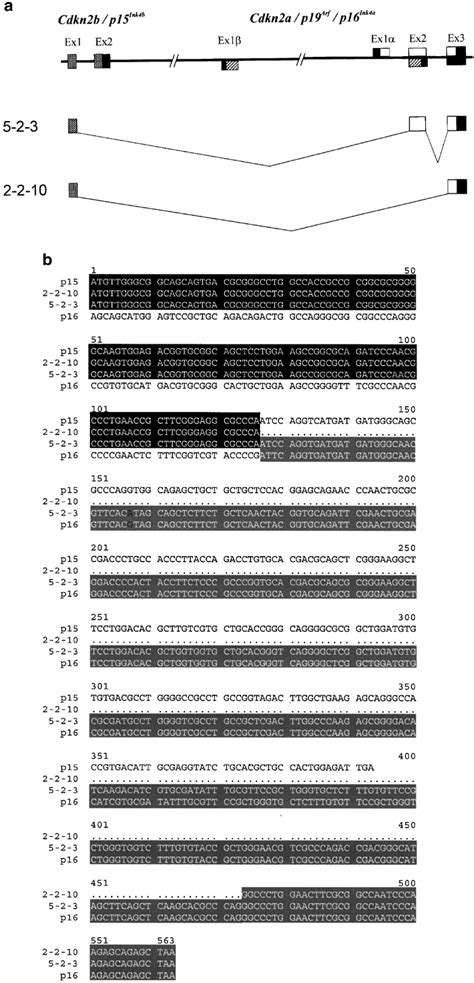 Structure Of Aberrant Transcripts A Model Of Aberrant Splicing In