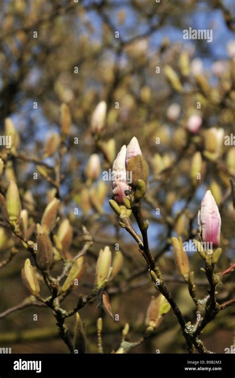 Uk Magnolienknospe Fotos Und Bildmaterial In Hoher Auflösung Alamy