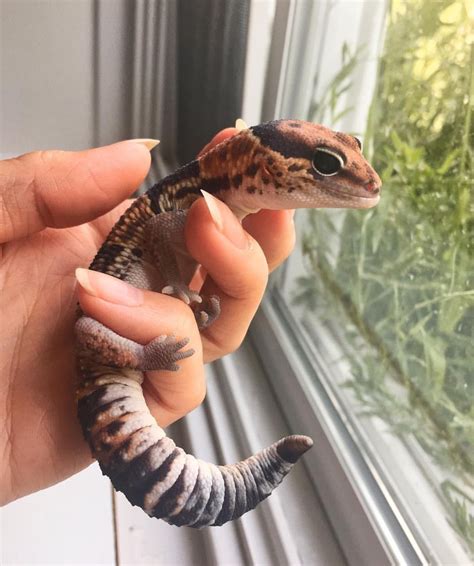 What Morph Is This African Fat Tailed Gecko Artofit