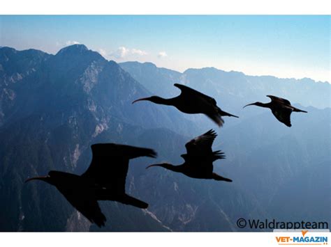 Waldrappen Athleten Der Lüfte Im Fokus Der Wissenschaft
