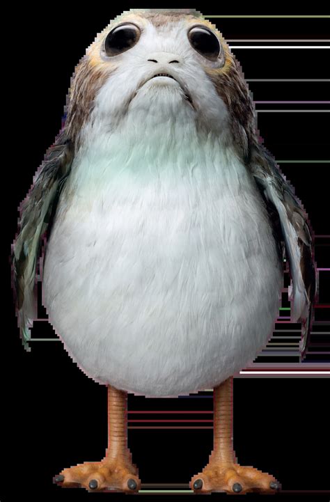 Categorybirds Wookieepedia Fandom