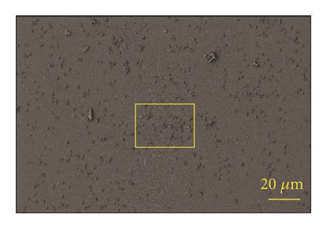 Sem “set In” Microphotographs Of Acinetobacter Sp Ver3 Cell Adhesion