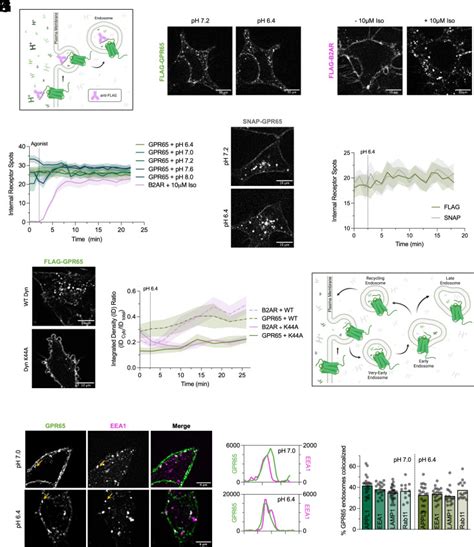 Location Biased Activation Of The Proton Sensor Gpr65 Is Uncoupled From
