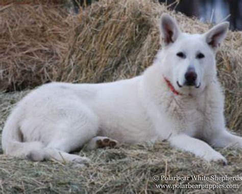 Albino German Shepherd With Blue Eyes Albino German Shepherd With Blue Eyes
