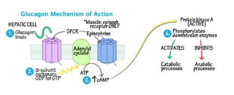 Glucagon Hormone Structure Functions And Its Regulation